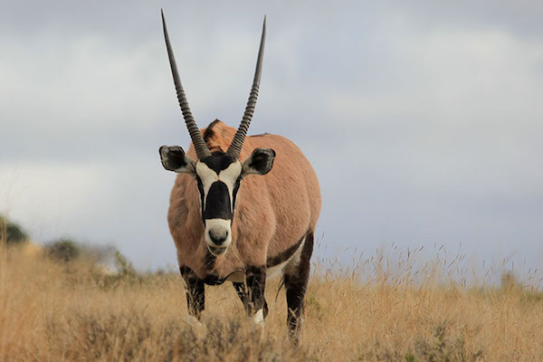 Big Gemsbok Image